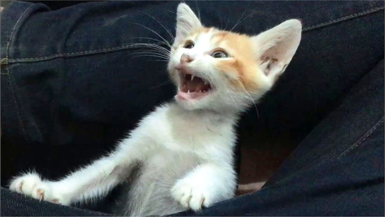 Kitten Meowing Loudly And Screaming Because Cat Wants To Play Wrestling ...