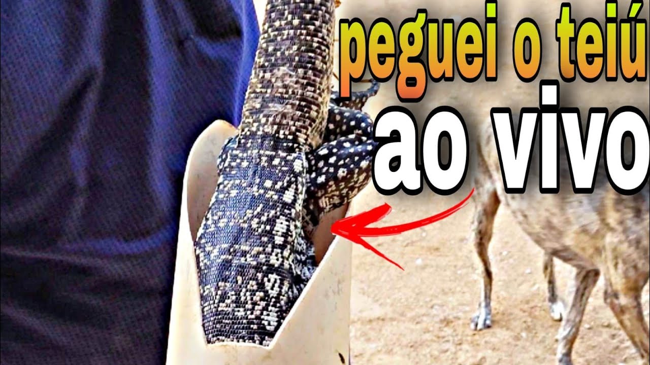 A melhor armadilhas p/ pegar Lagartos Teju , Teiu, Tiu,Tupinambis, teiú-comum ou teiú-gigante ...