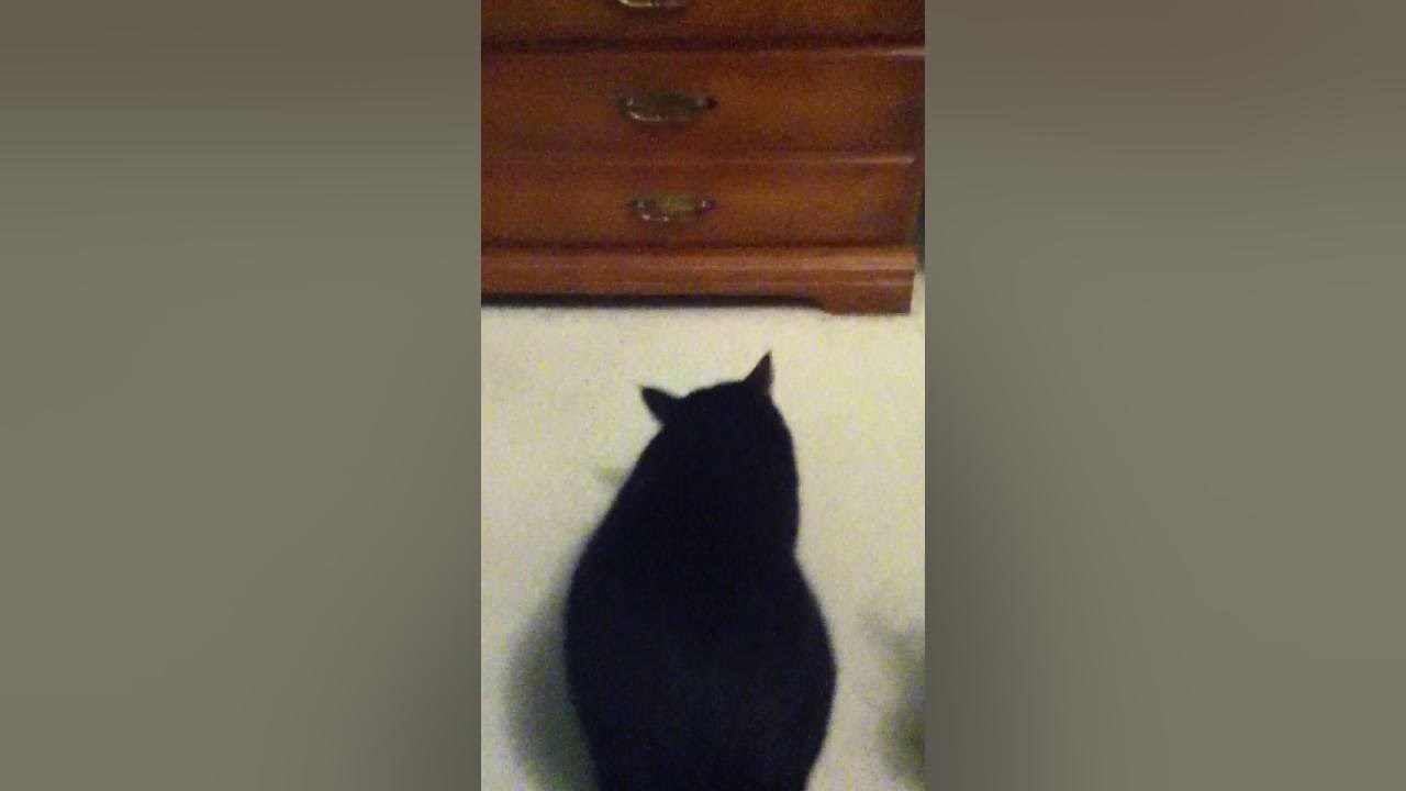 Coco going nuts for catnip toy - YouTube