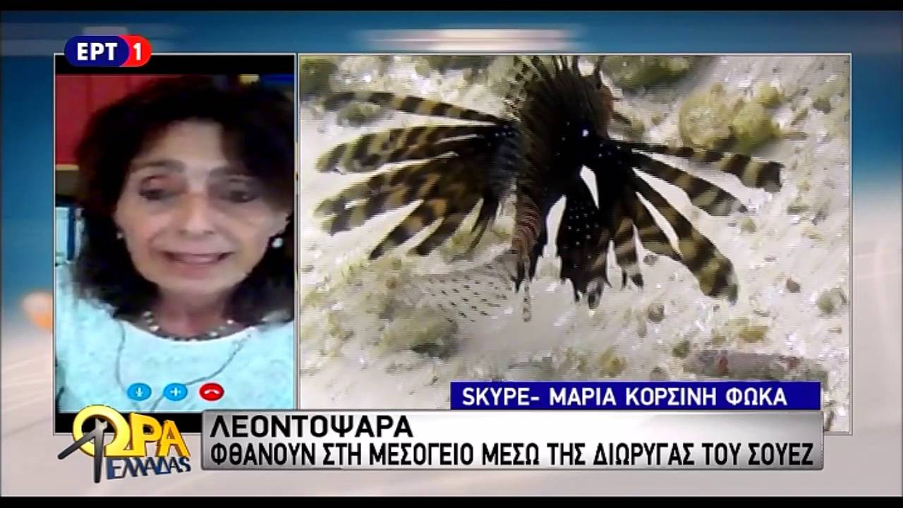 ΛΕΟΝΤΟΨΑΡΟ ΣΤΗ ΜΕΣΟΓΕΙΟ ΩΡΑ ΕΛΛΑΔΟς ΝΙΚΟΣ ΑΓΓΕΛΙΔΗΣ - YouTube