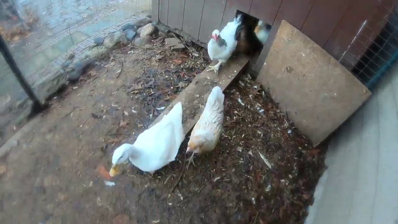 DECEMBER 26, 2019 | CHICKEN ROUNDS - YouTube