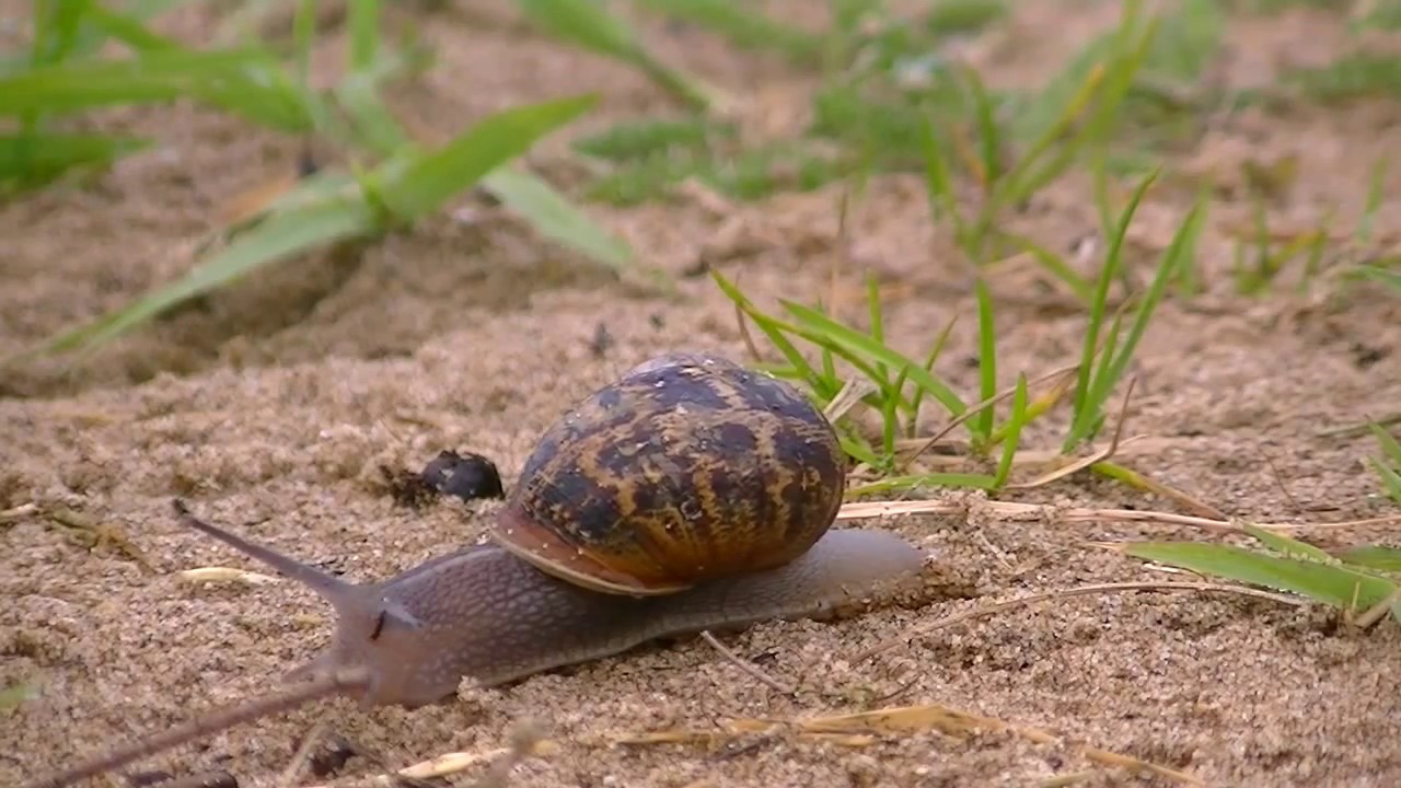 Snails Slithering in Time-Lapse - YouTube