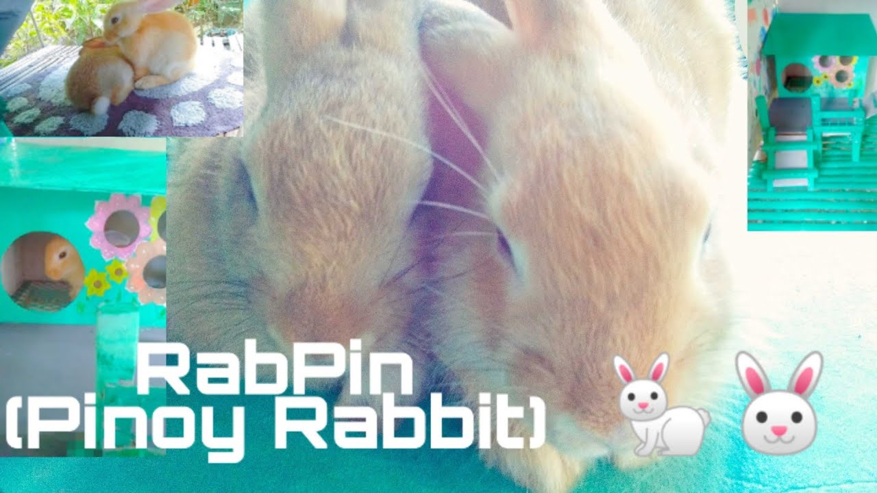 My RabPin🐰(Pinoy Rabbit🐇) LoveStory|Summer and Autumn Diaries|Khetzanne ...