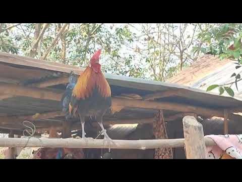 qaib dib tuaj zoo 02054447366 - YouTube