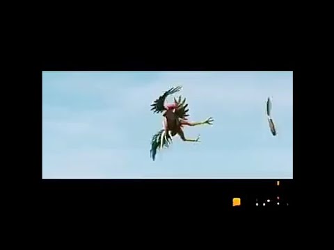 Karate cock #Karate #cock #funnysongremixvideos