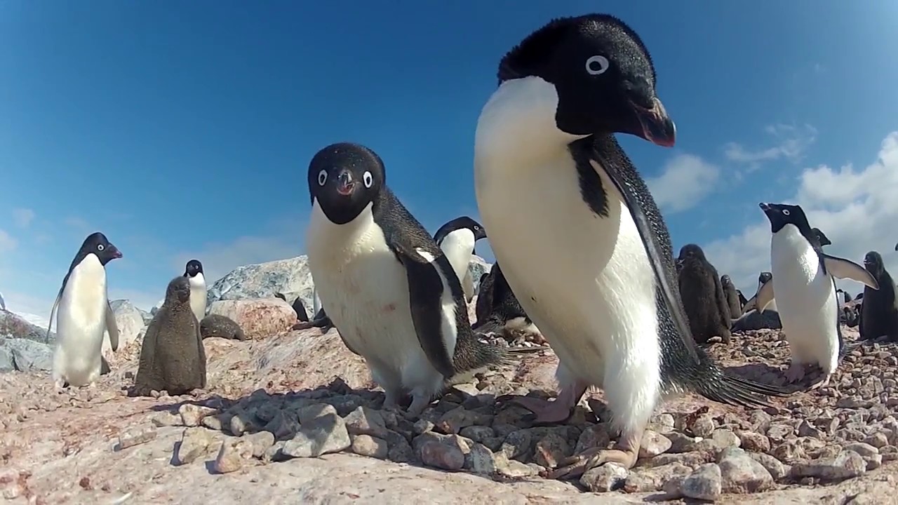Penguins starving in East Antarctica: behind the BBC news headlines ...