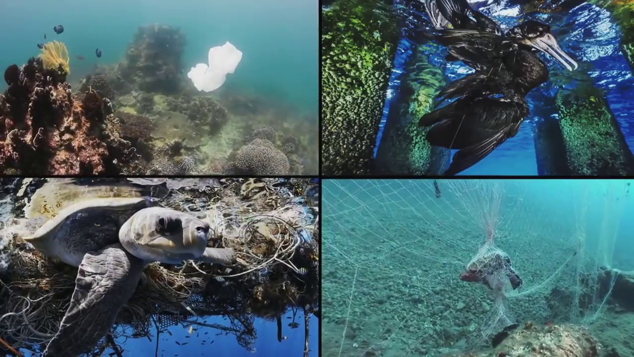 Coral Reef Midterm Reagan & Erica - YouTube