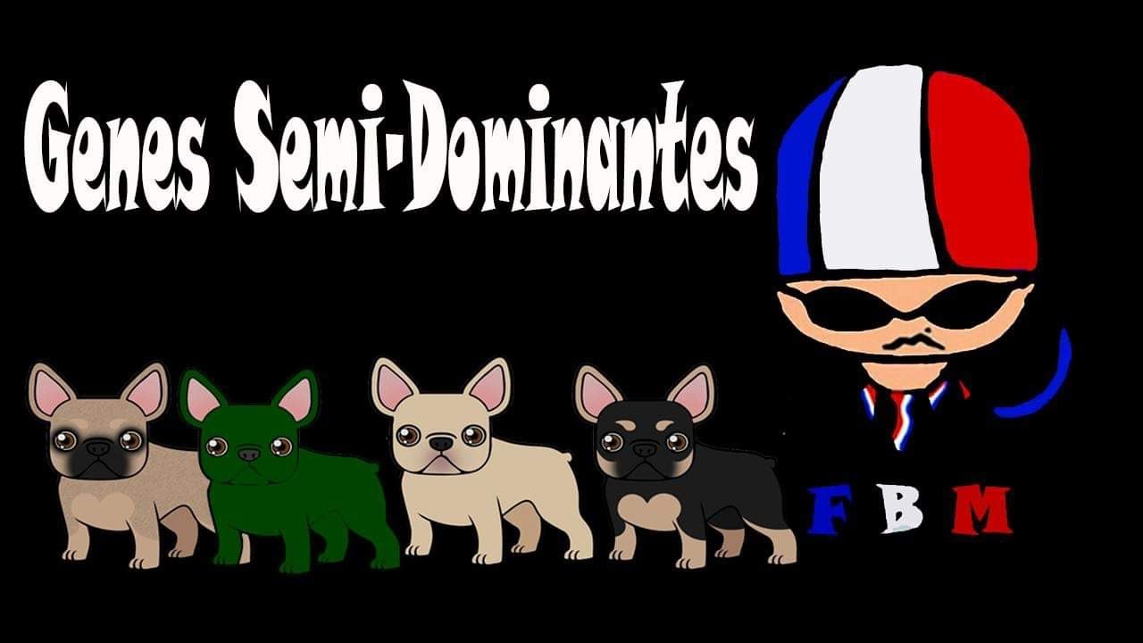 genes semi-dominantes en el bulldog francés - YouTube