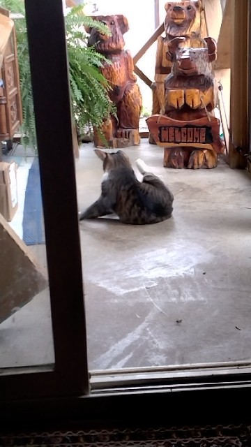 Chucky chasing his tail #cat #short - YouTube