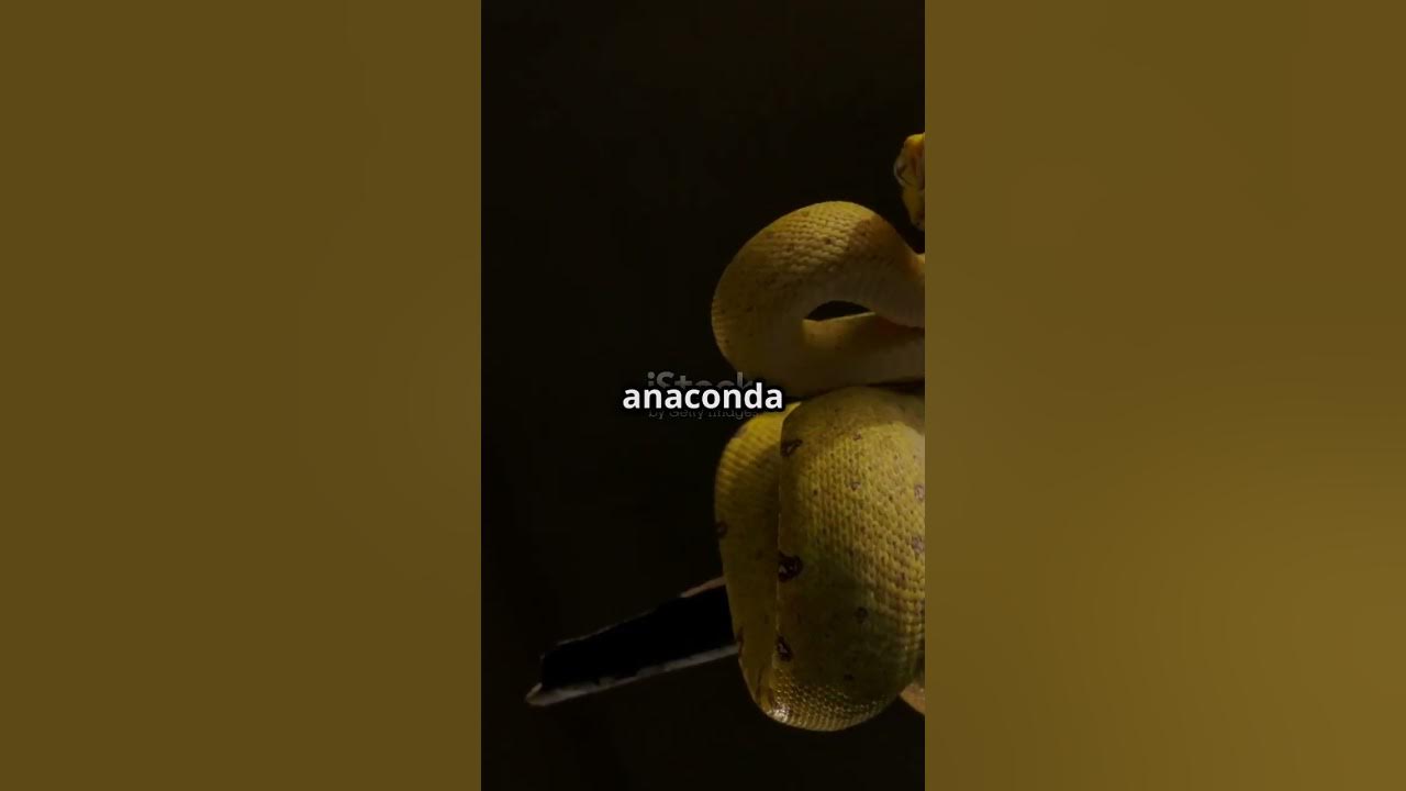 Anaconda vs Python who will win? #shortfeed #subscribe #snake - YouTube