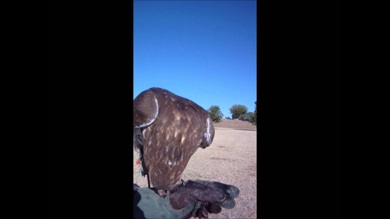 Creance training my Red-tailed hawk - YouTube