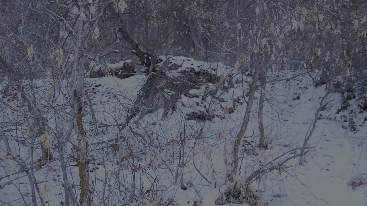 Where Does Sasquatch Winter - YouTube