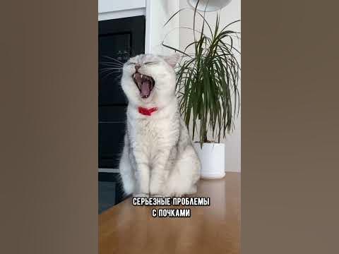 Самые ядовитые растения для кошки #кошка #коты #кот - YouTube