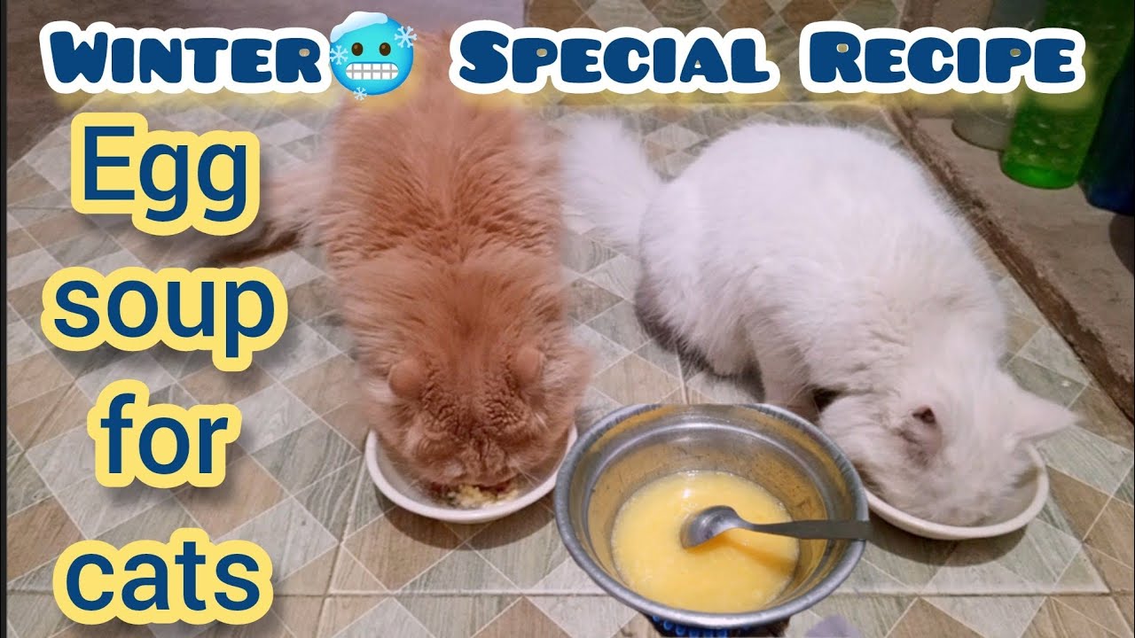Easy egg soup recipe for cats | winter special vlog | KITTYcat Vlogs ...