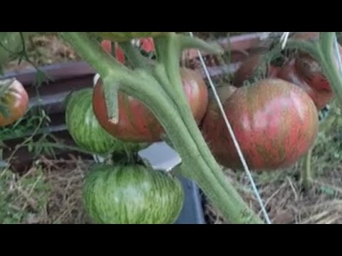 Находка сезона. Сорт Ярсон -18. Отличный сорт ! 7 августа ...