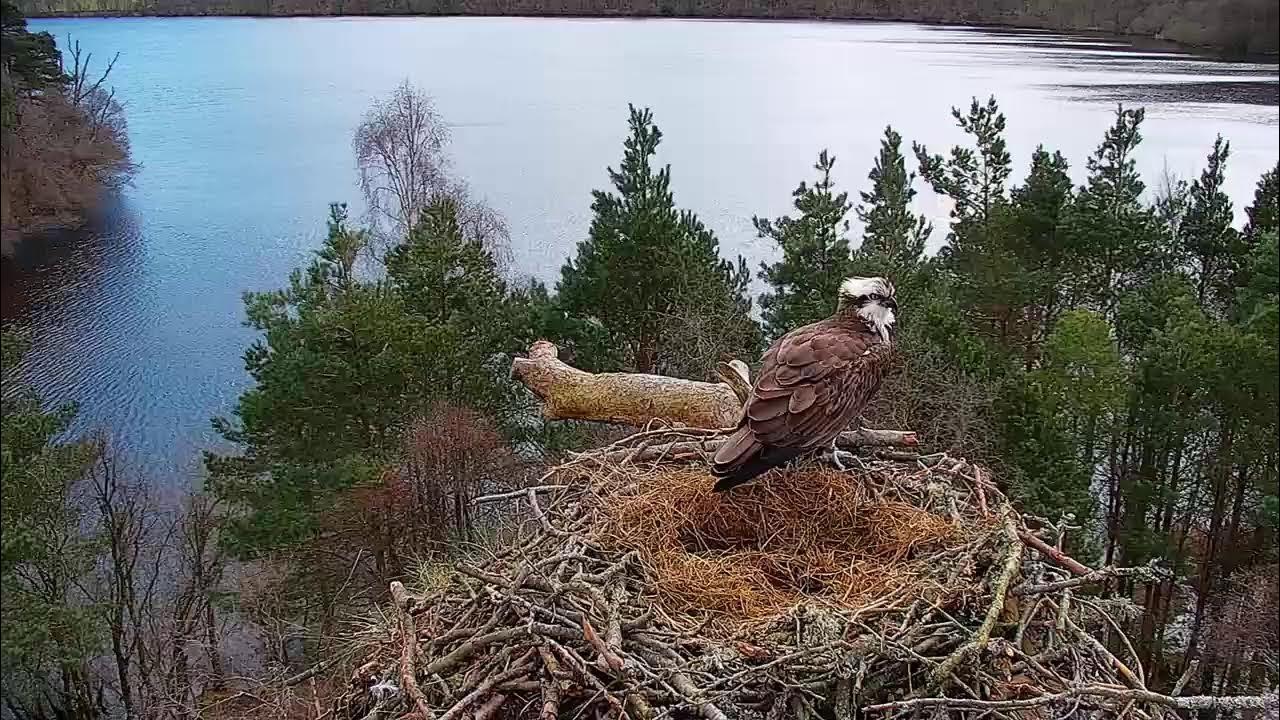 Live osprey nest camera at Loch of the Lowes Wildlife Reserve - YouTube