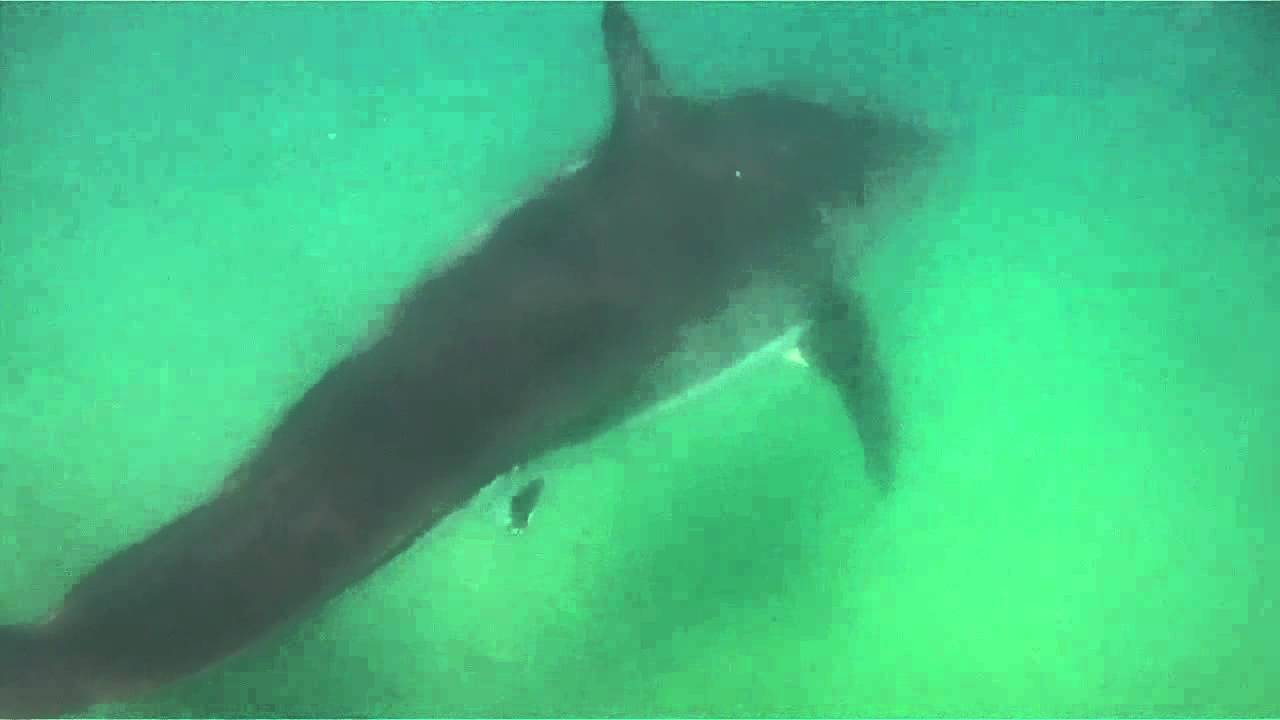 Massachusetts Shark Research Program - Julia - YouTube