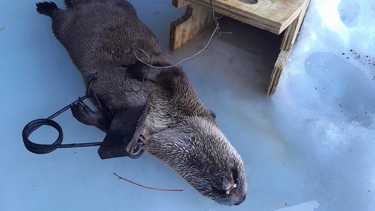 Otter Trapping - YouTube