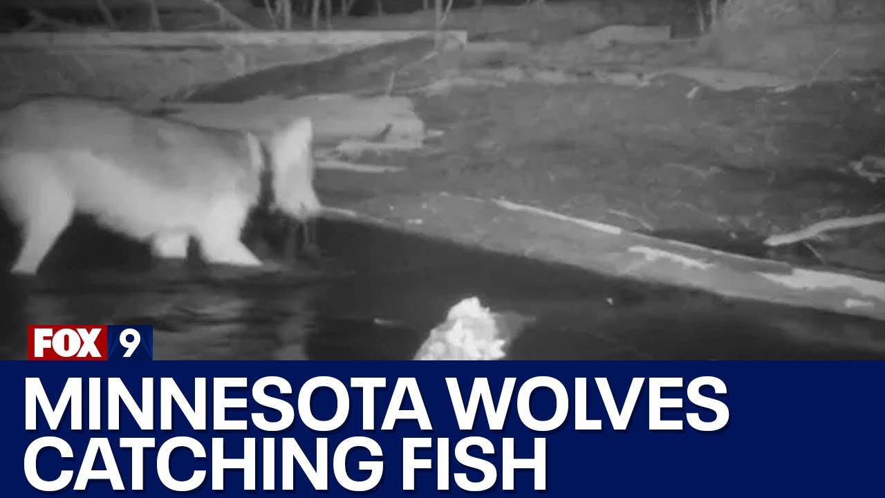 Minnesota wolves spotted catching fish I KMSP FOX 9 - YouTube