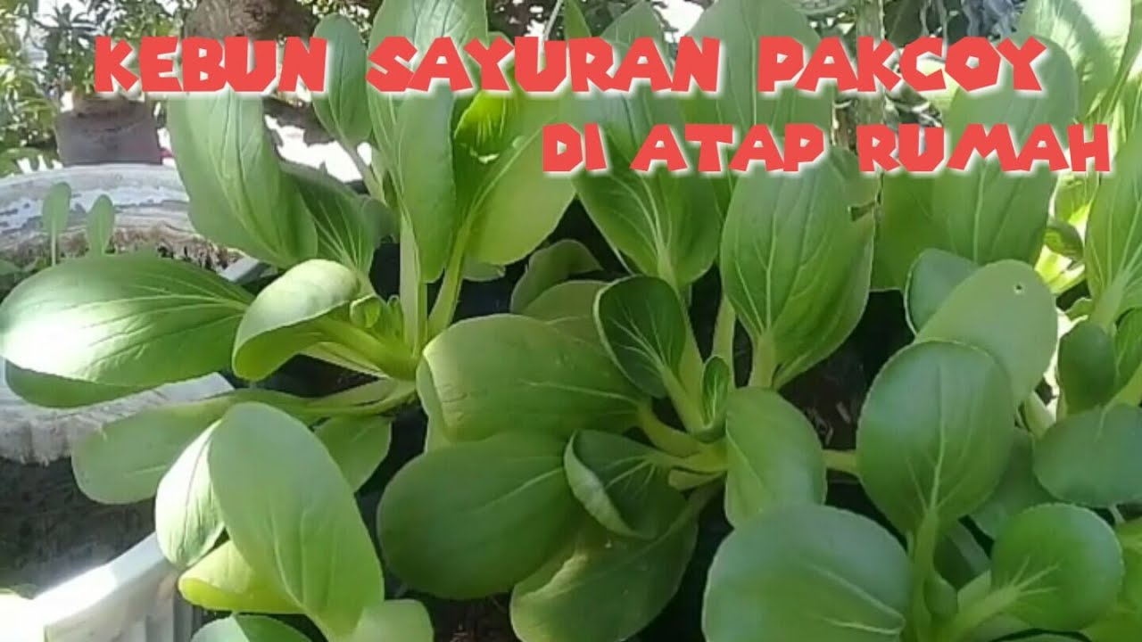 Kebun Sayuran Pakcoy di Kebun Atap Rumah @berkebunalamamaiin5150 - YouTube