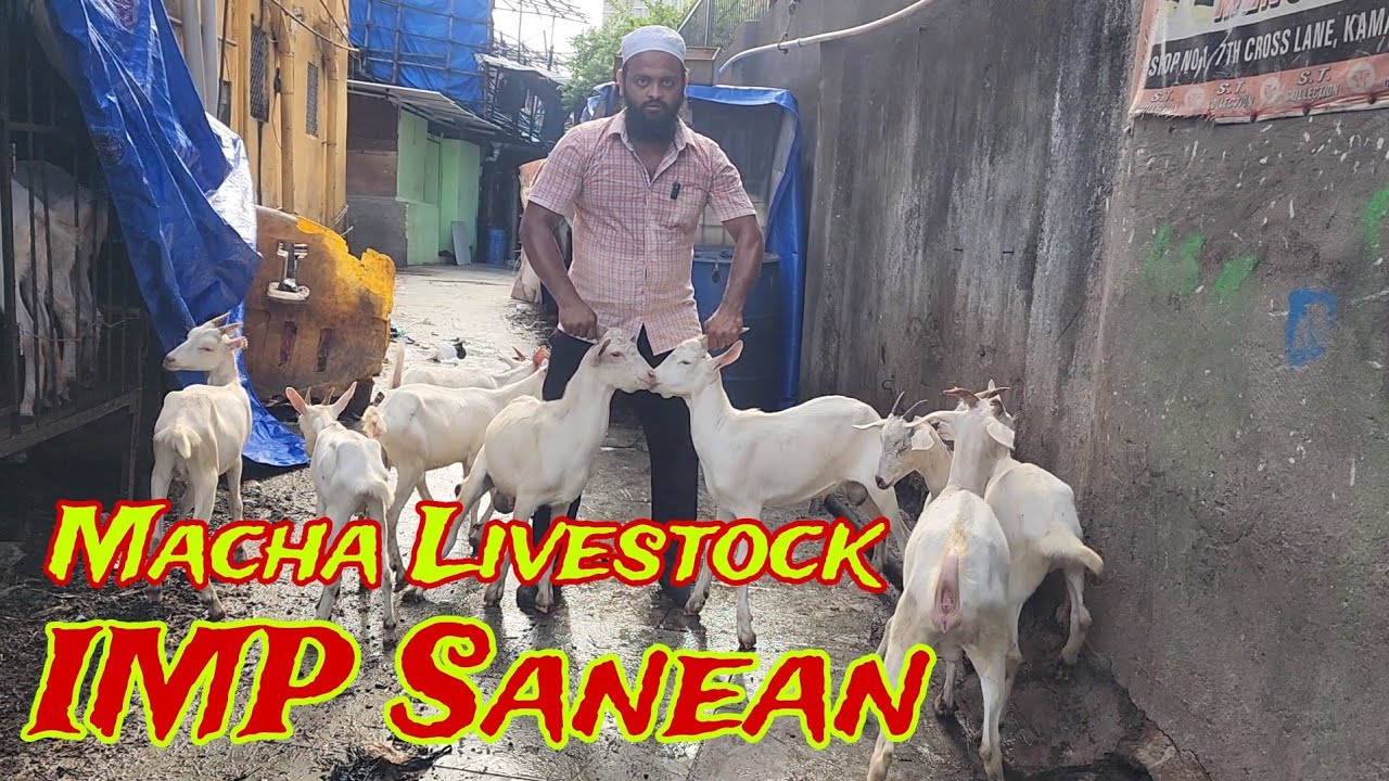 100 Kg Plus Dumba | Jacob 4 Horns Sheep And IMP Sanean Goats At Macha ...