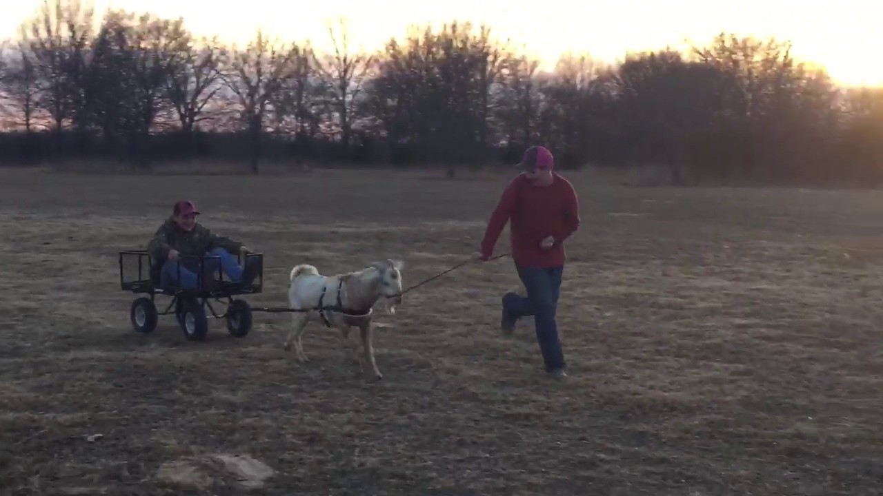 Henry the goat pulling Colton the kid - YouTube