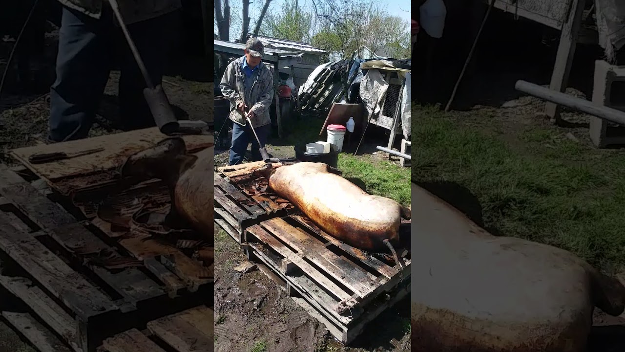 Butchering our pig. - YouTube