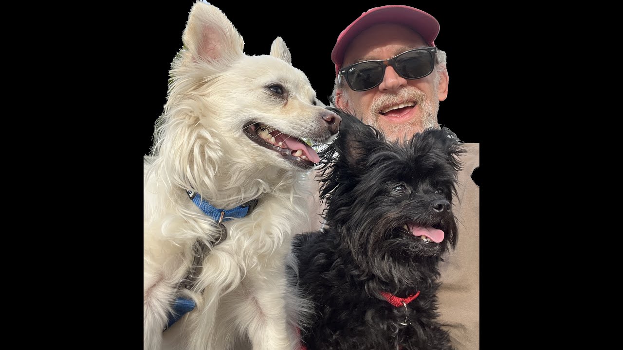 COOKING FOR CHIHUAHUAS - YouTube