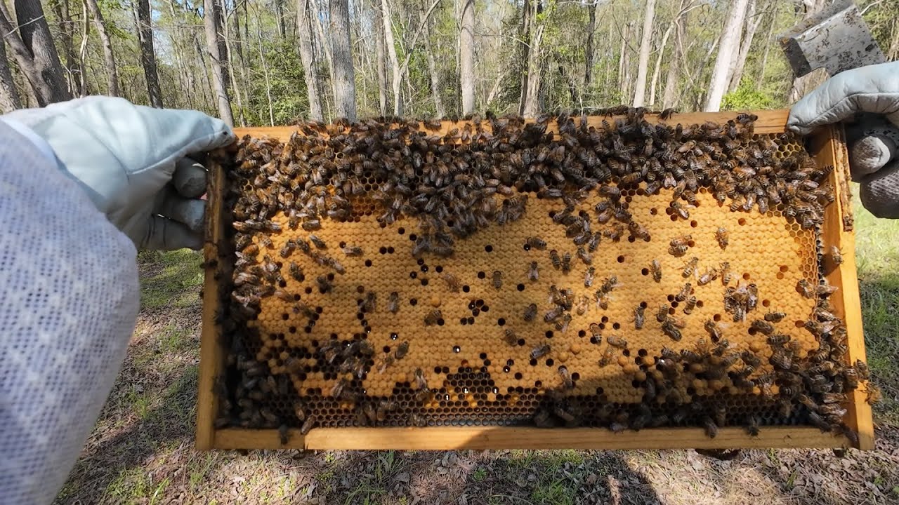 Preventing swarming by making splits - YouTube