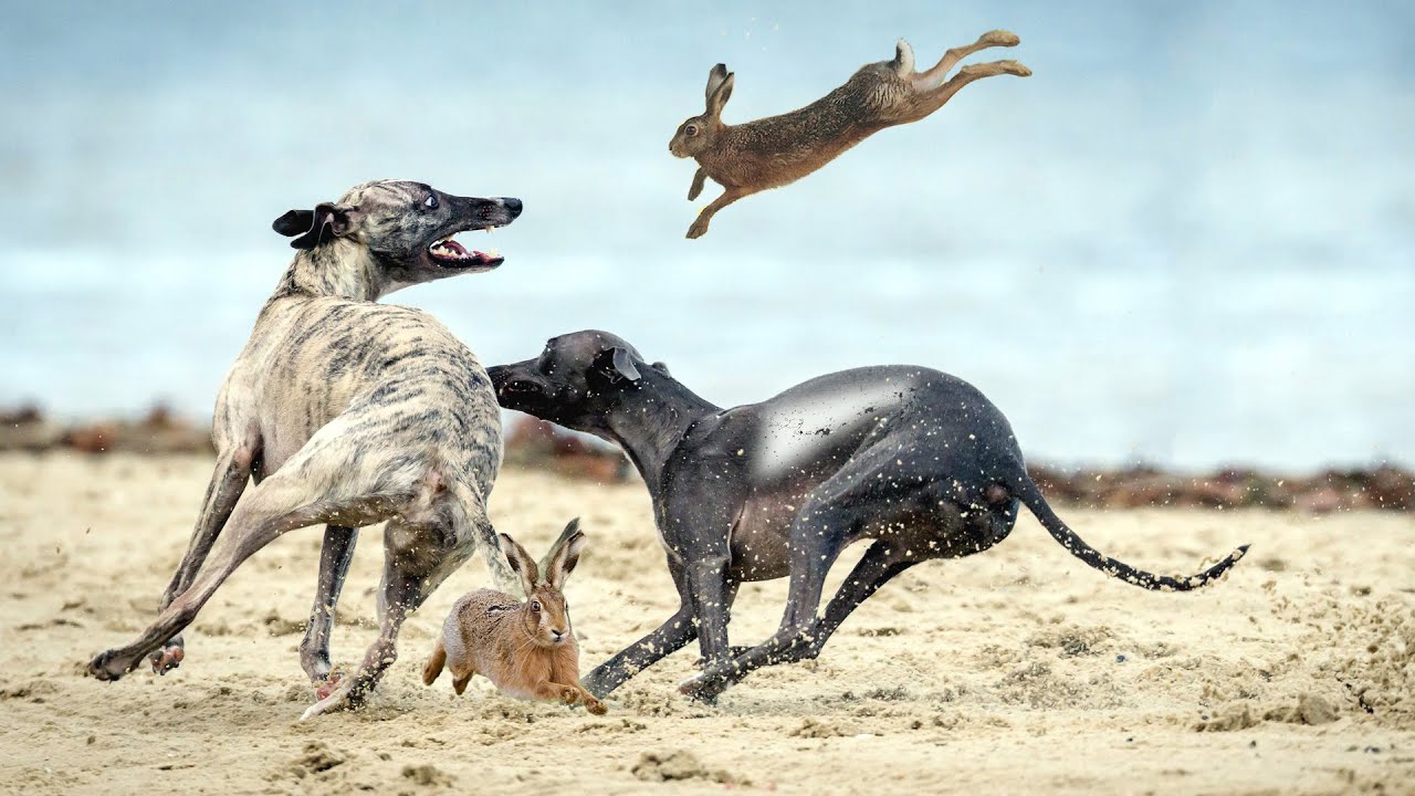 Coursing Dogs Chasing Wild Hare No.10 | Rabbit Race | Greyhound Vs Hare ...