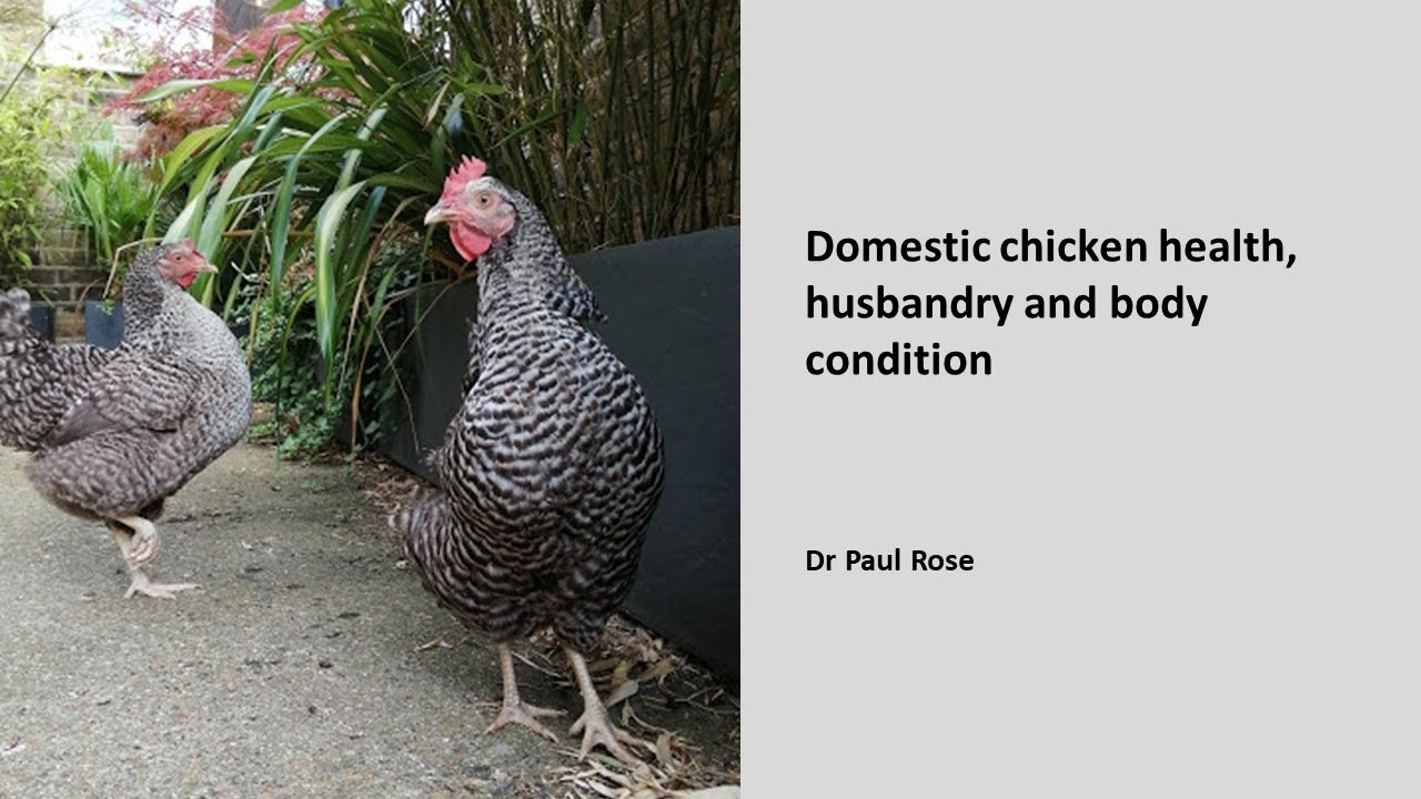 Keeping your hens healthy - YouTube