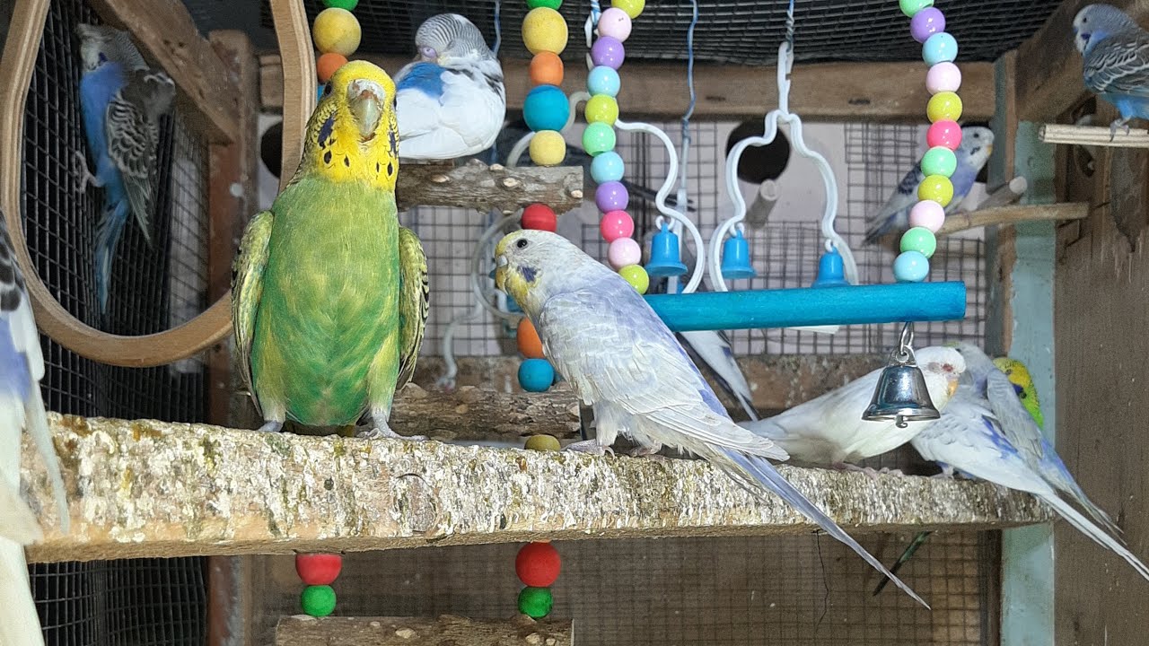 12 Hr Happy Parakeets Eating Singing Playing Budgies Chirping Reduce ...