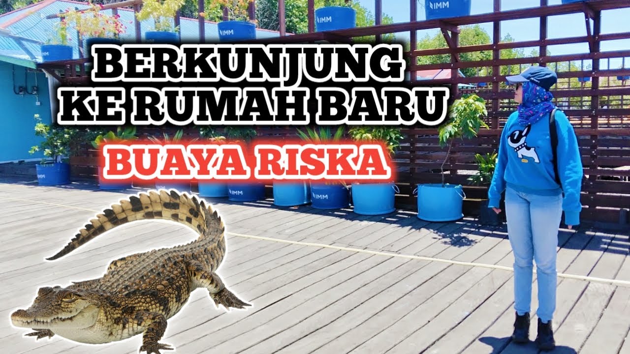 Buaya Riska Kembali Ke Bontang || Penangkaran Baru Buaya Riska || Jejak ...