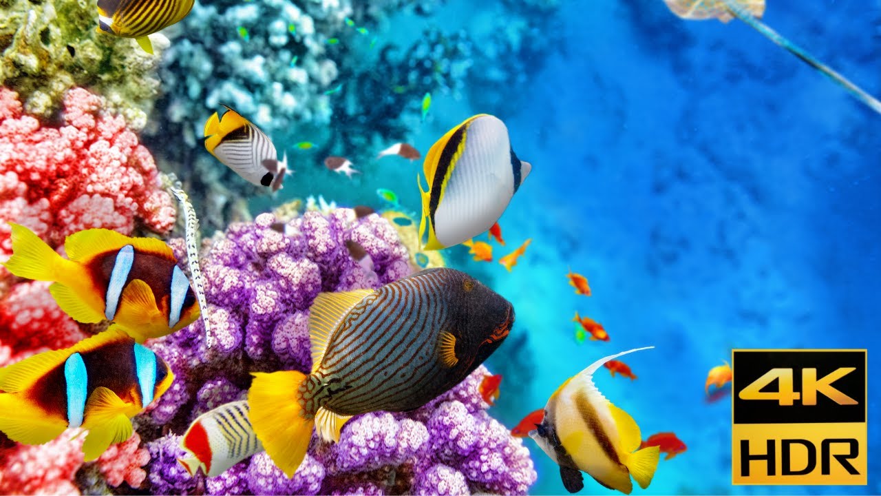 4k Coral Reef Aquarium For Relaxation. 12 Hours No Music. Water Sounds ...