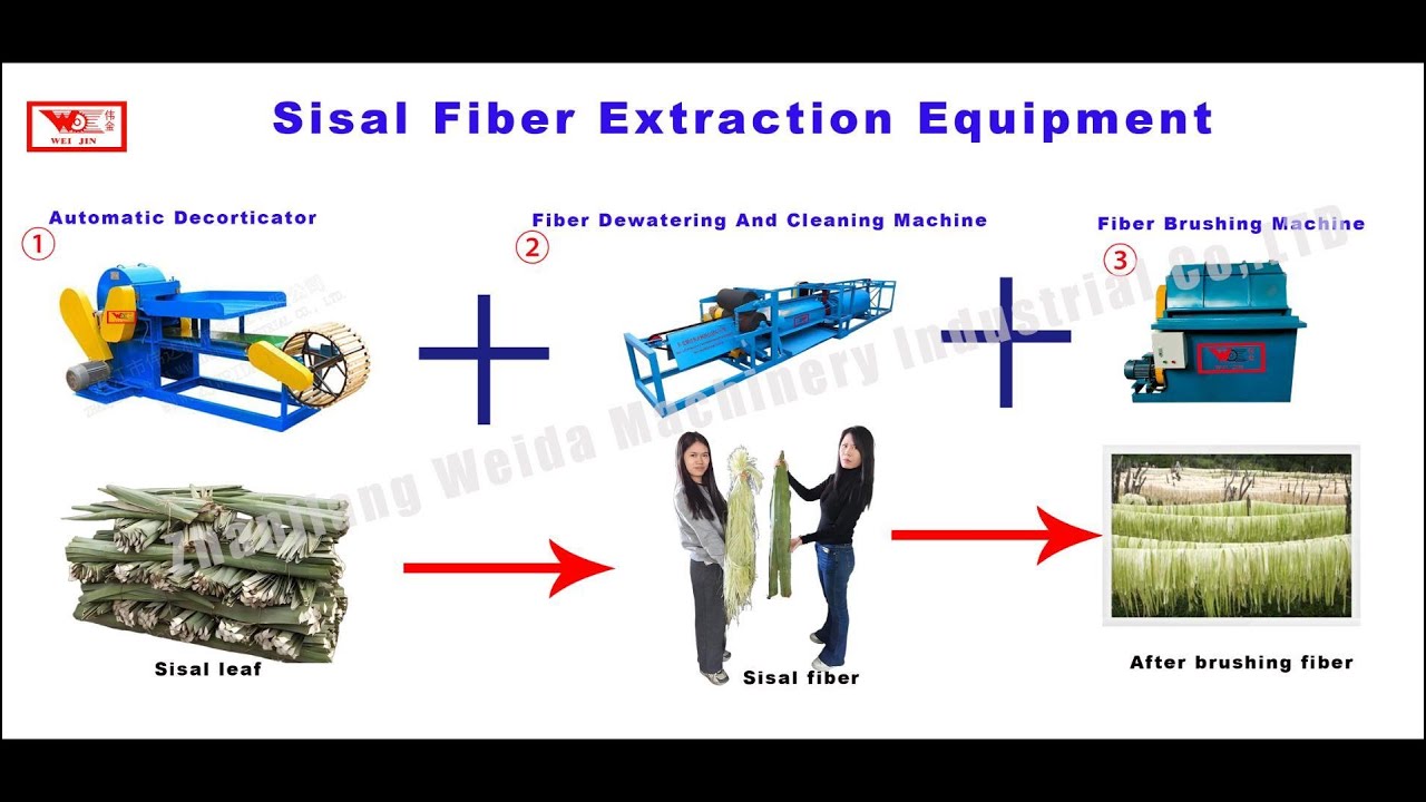 On-site Live Shots of Sisal Fiber Processing🌳Automatic Decorticator4402 ...
