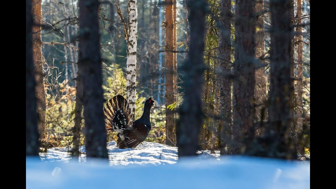 Luonto ja jahtisarja osa 6 - Viides yö Metsolassa. - YouTube