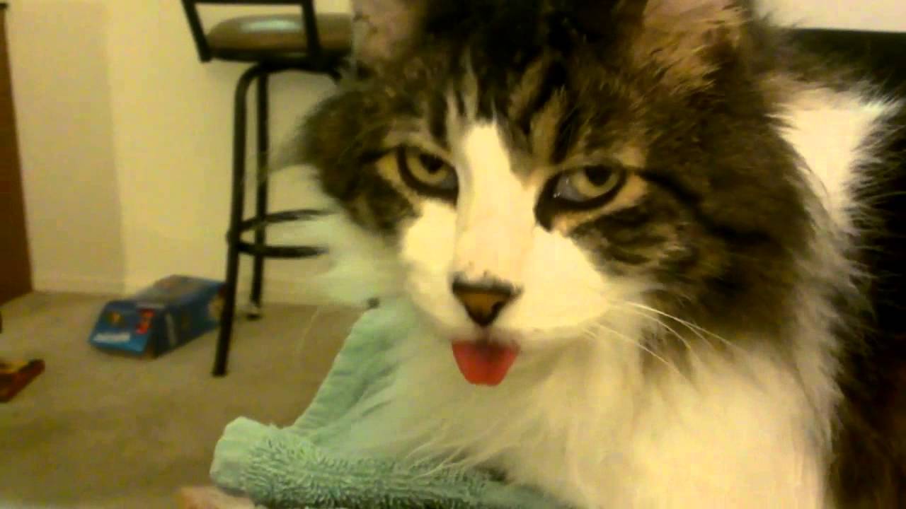 Carl the Cat - YouTube