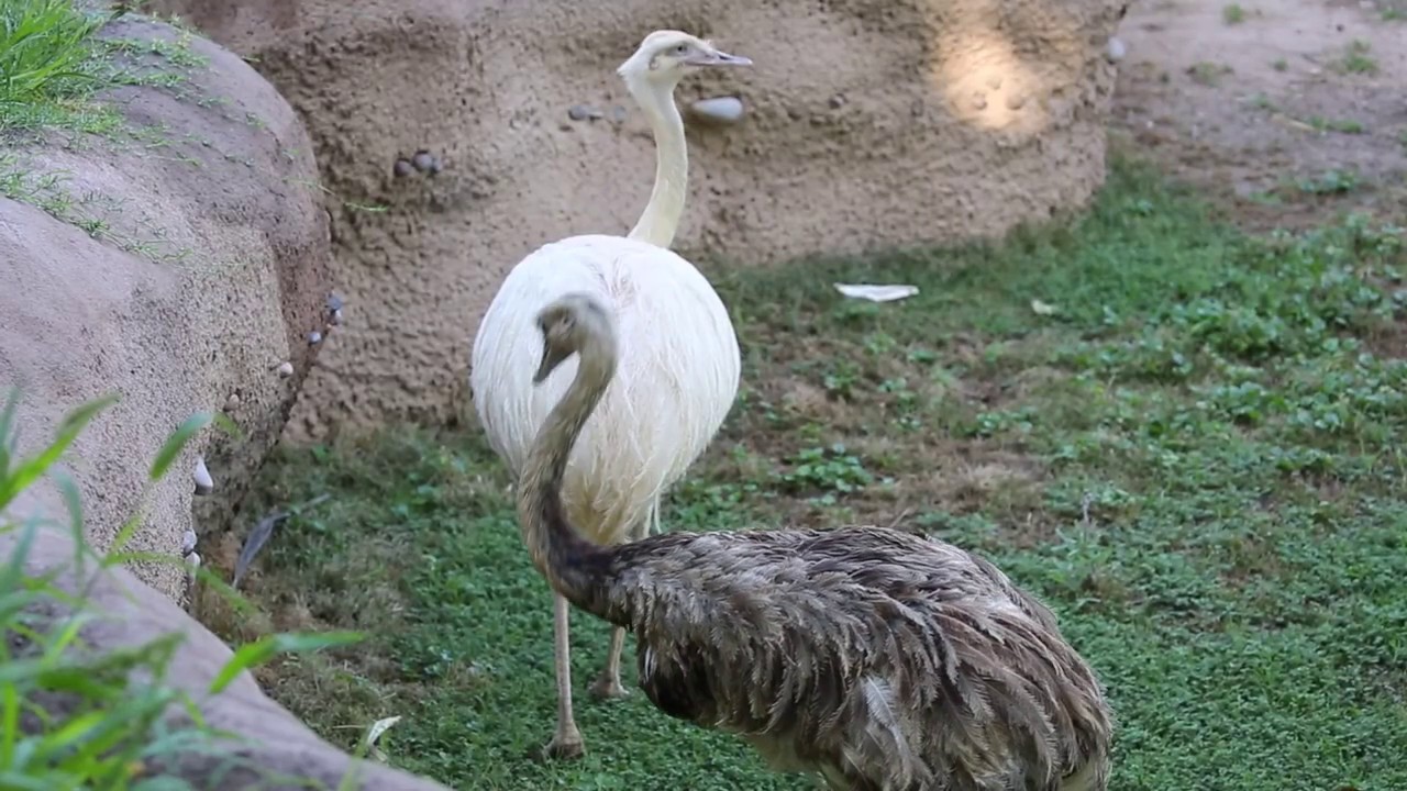 How Can You Tell a Rhea Apart From an Ostrich? - YouTube