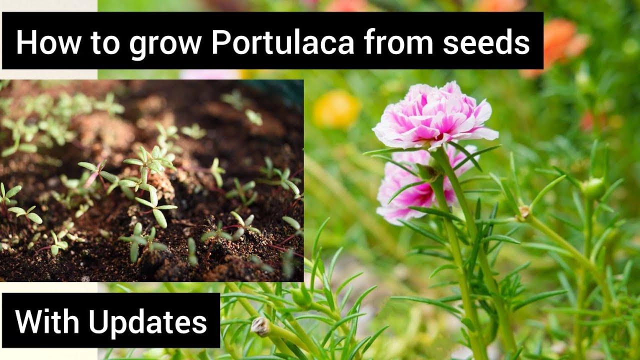 How to grow Portulaca from seeds - YouTube