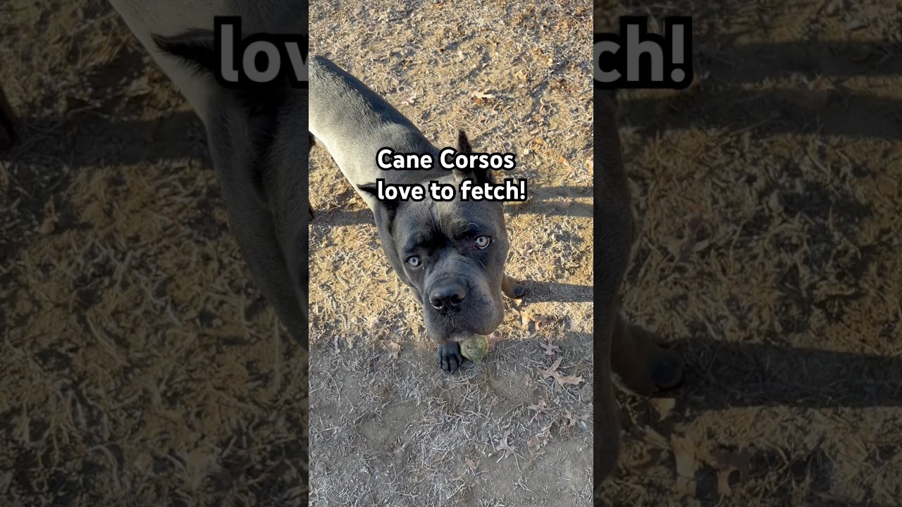 Do Cane Corsos love playing fetch? - YouTube