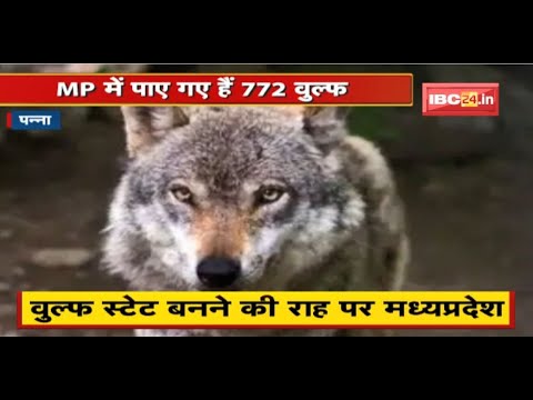 Wolf State बनने की राह पर Madhya Pradesh | प्रदेश में पाए गए हैं 772 ...