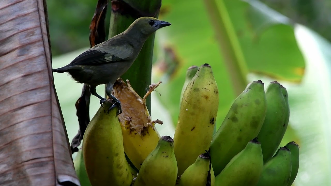 Wildlife in Trinidad & Tobago does not only include the animals hunted ...