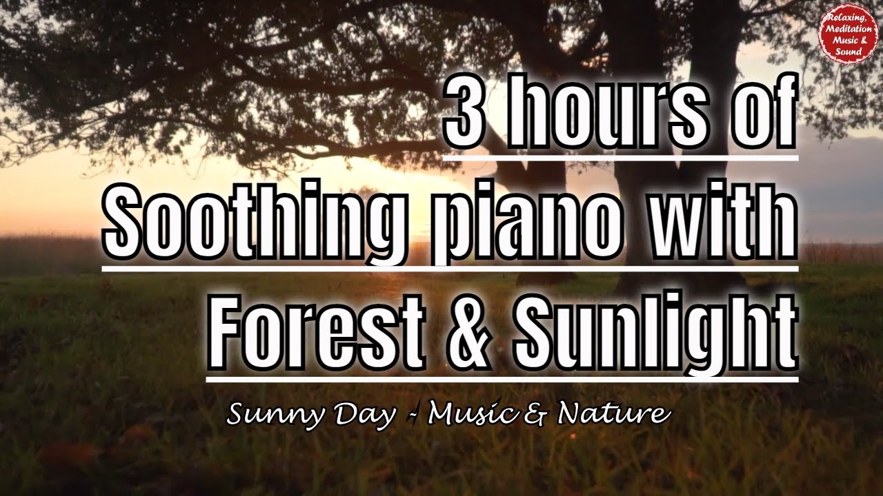 Soothing music with piano and jungle sound for 3 hours, music for ...