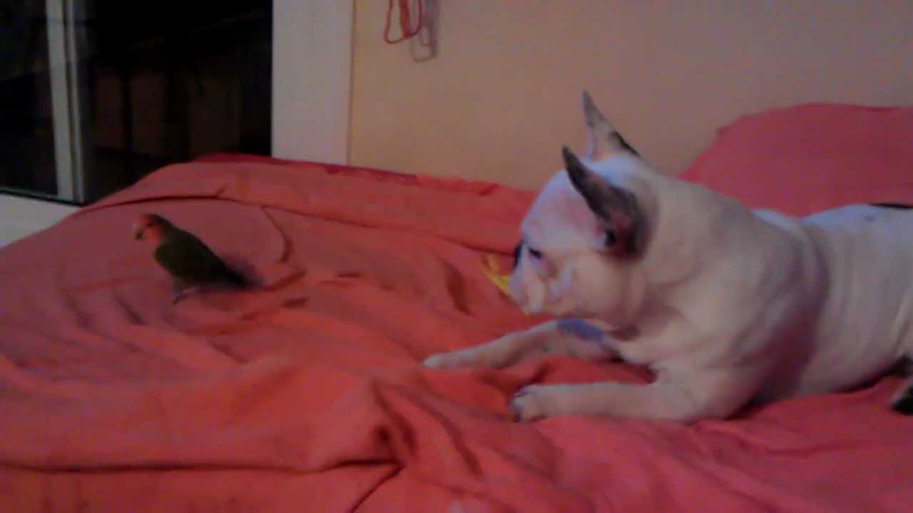 dog vs parrot (very funny) - YouTube