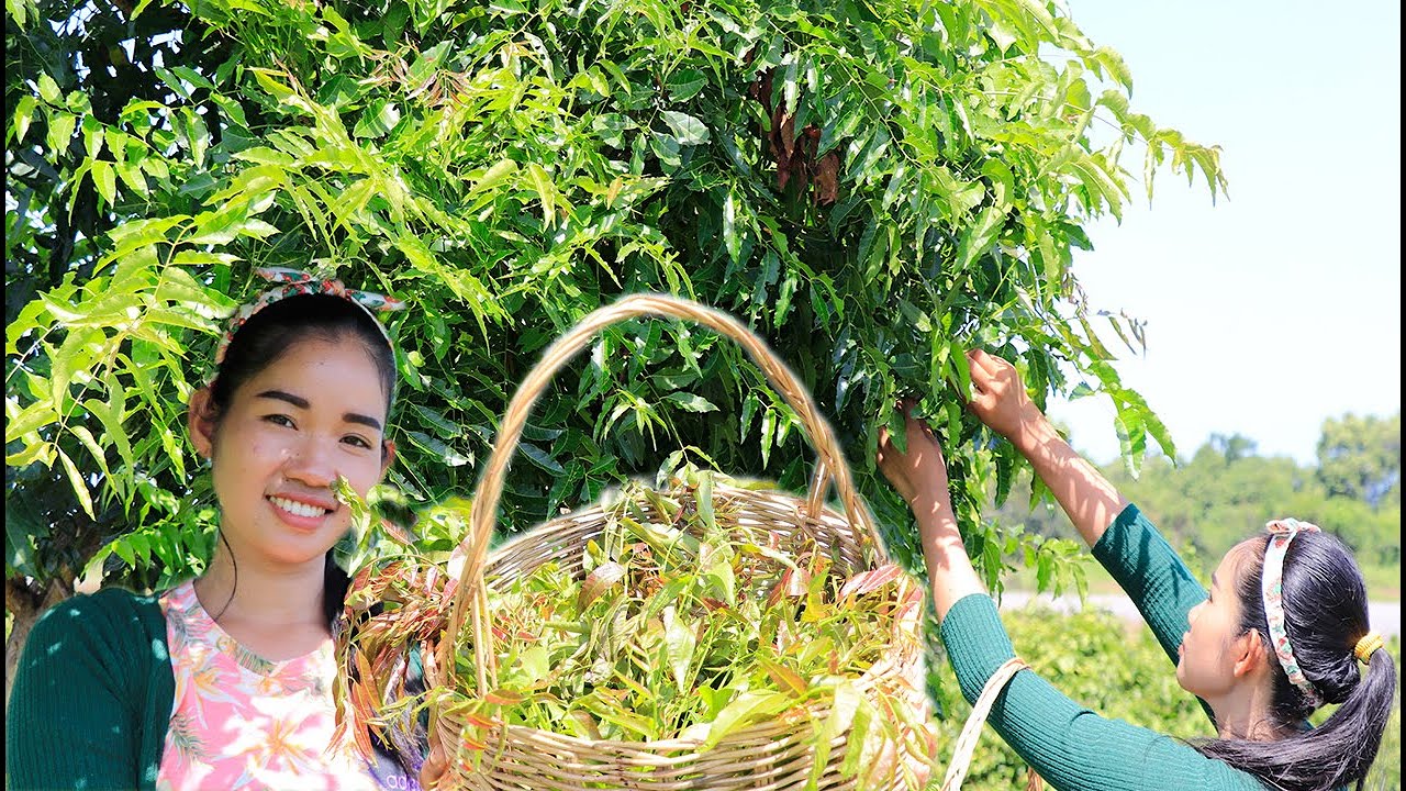 Pick Neem in the Rice Fields Use Neem for Dinner - YouTube