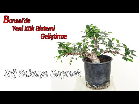 Bonsai'de Yeni kökleri nasıl çıkarıyoruz.\