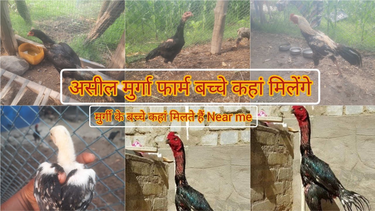 aseel murga farm Haldwani Uttarakhand Nainital - YouTube