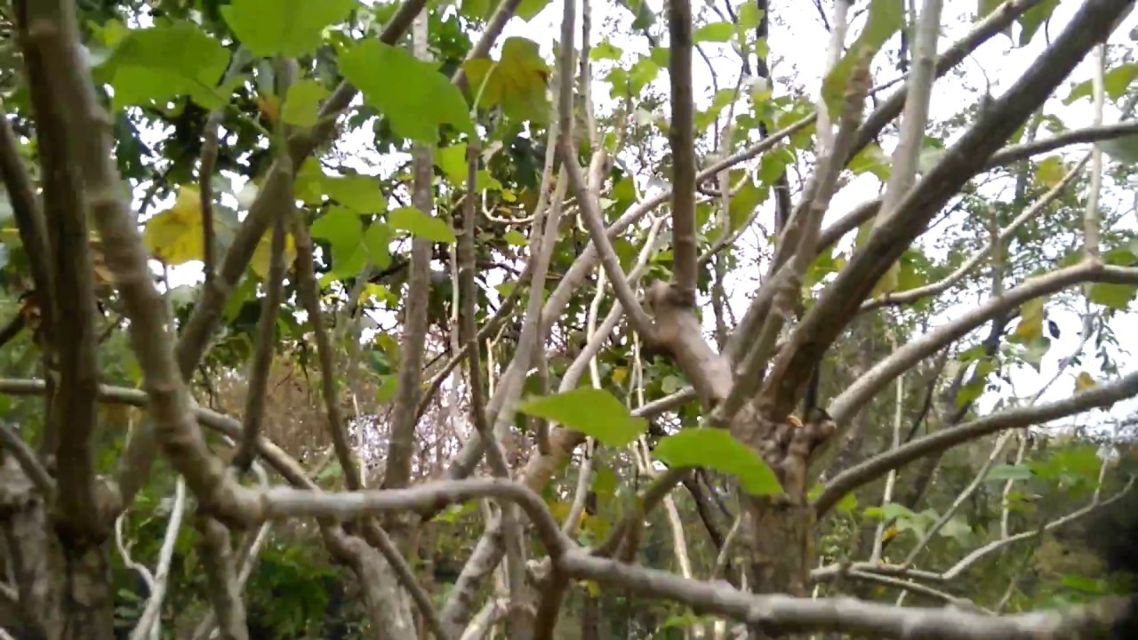 physic nut, Barbados nut, purging nut (Jatropha Curcas) - YouTube