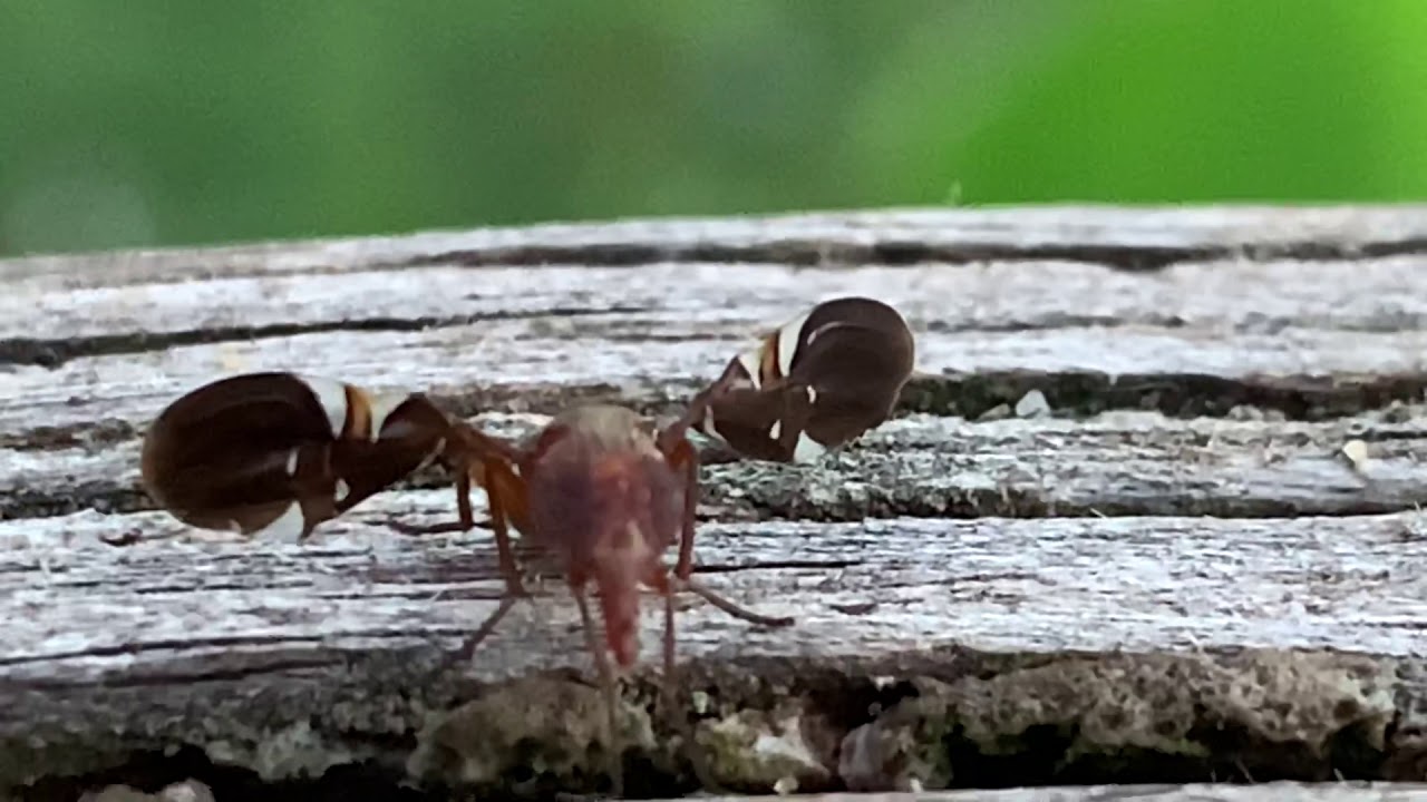 Weird fly creature - YouTube