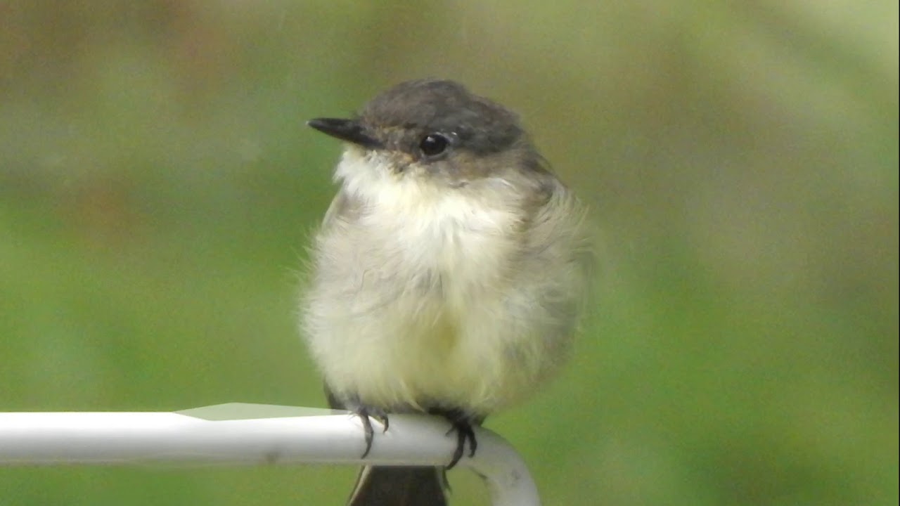 Eastern Phoebe Call Song - YouTube